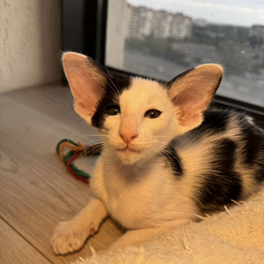 Ориентальный котёнок