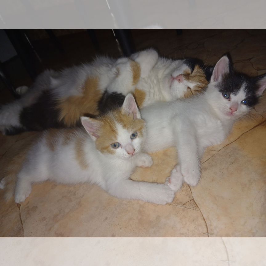 Котята в добрые руки бесплатно
