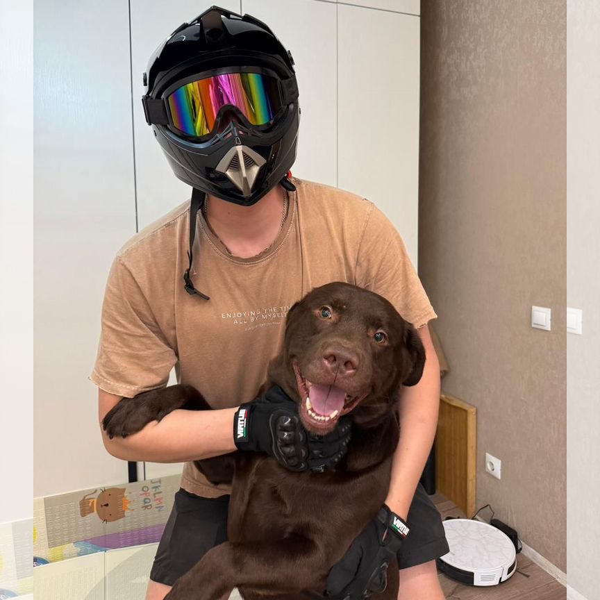 Лабрадор-ретривер, взрослый пёс