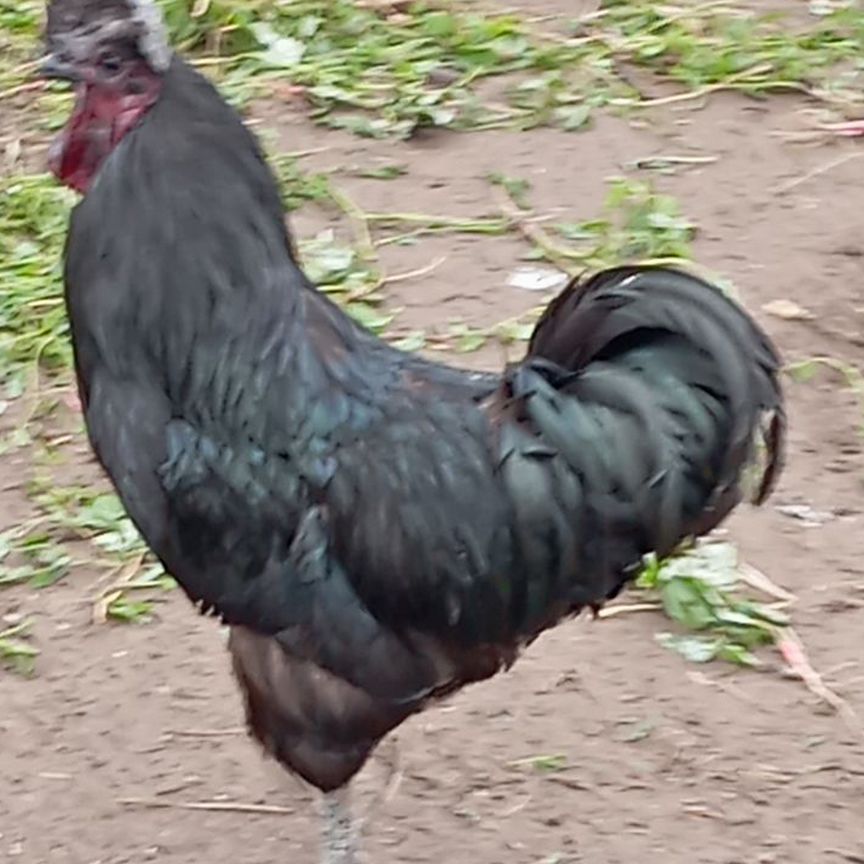 Ухейилюй