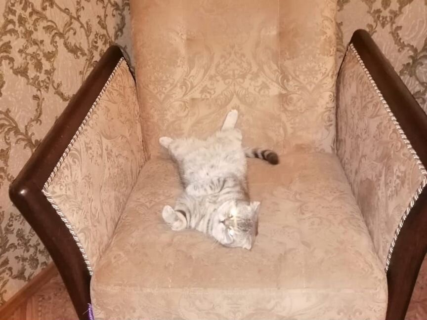 Шотландская кошка