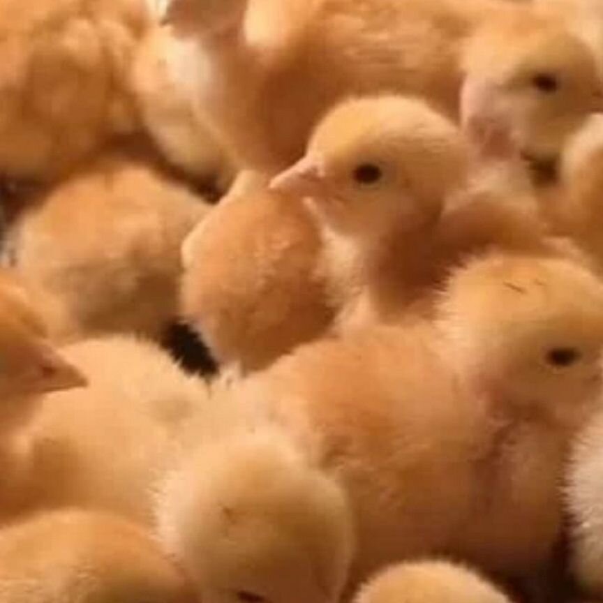 Цыплята бройлеры кобб 700