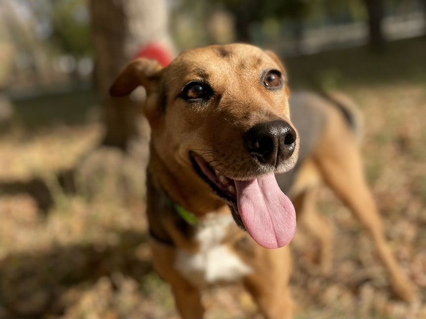 Собака в добрые руки