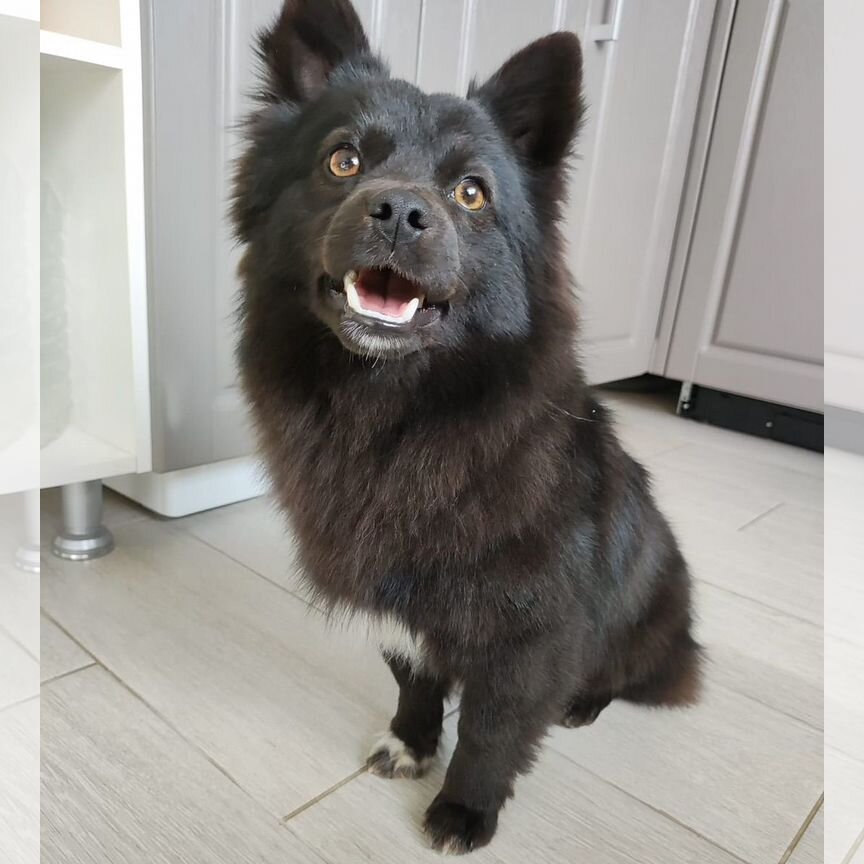 Маленькая собака в добрые руки отдам бесплатно