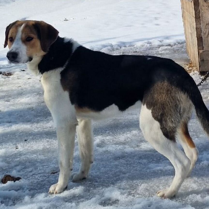 Русская пегая гончая, взрослый пёс