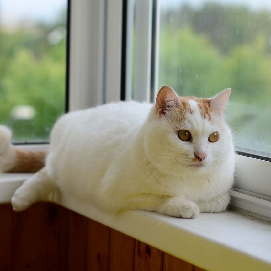 Отдам кошку в хорошие руки (только в частный дом)