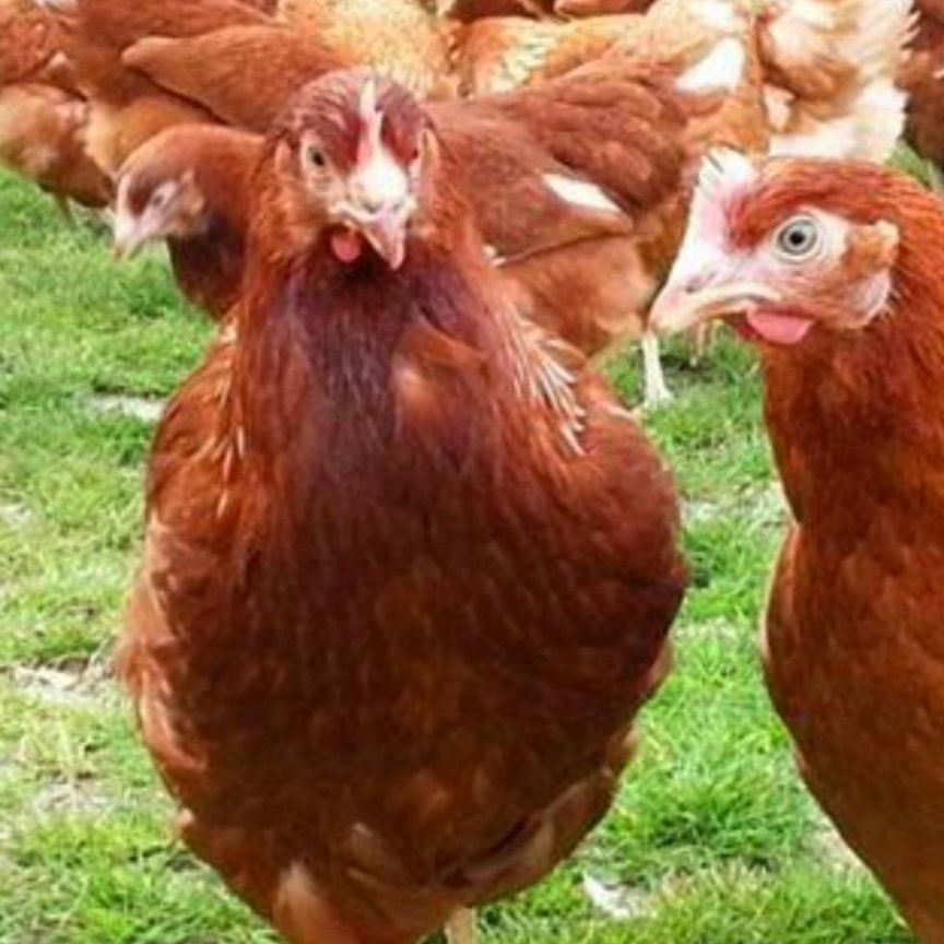 Куры молодки