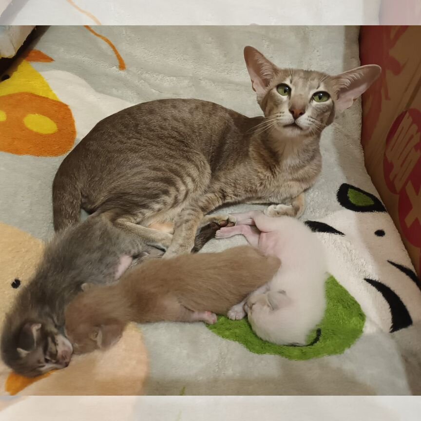 Ориентальный котёнок