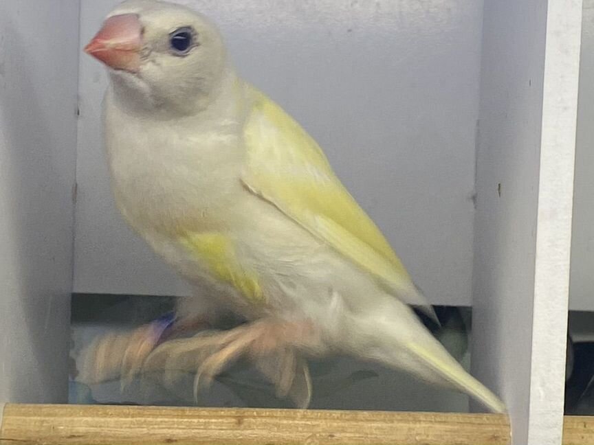 Амадина гульда самочки лето 2023