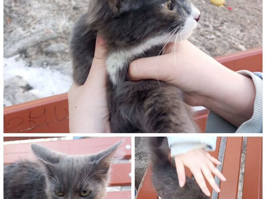Найдена кошка