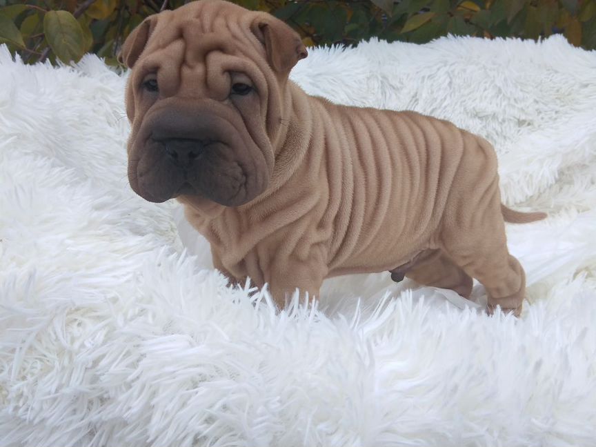 Щенки шарпея с цветной начинкой. Доставка