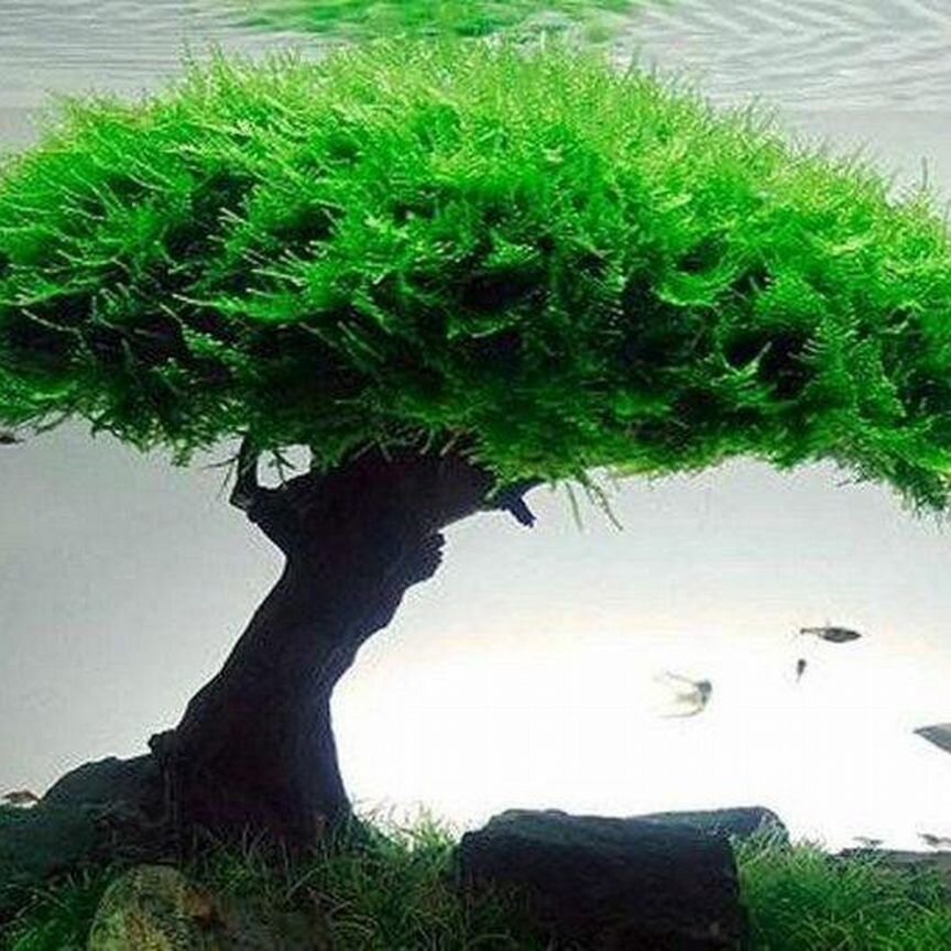 Мох Крисмас (Рождественский)