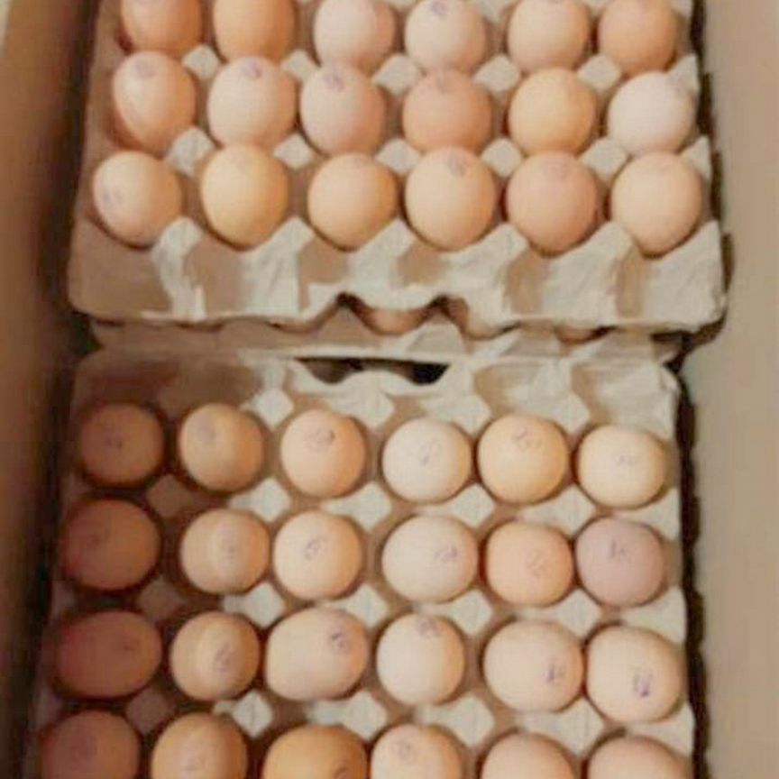 Инкубационное яйцо кур Ломан браун, бройлер