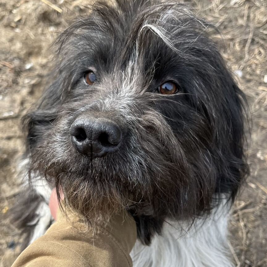 Взрослый пёс в добрые руки