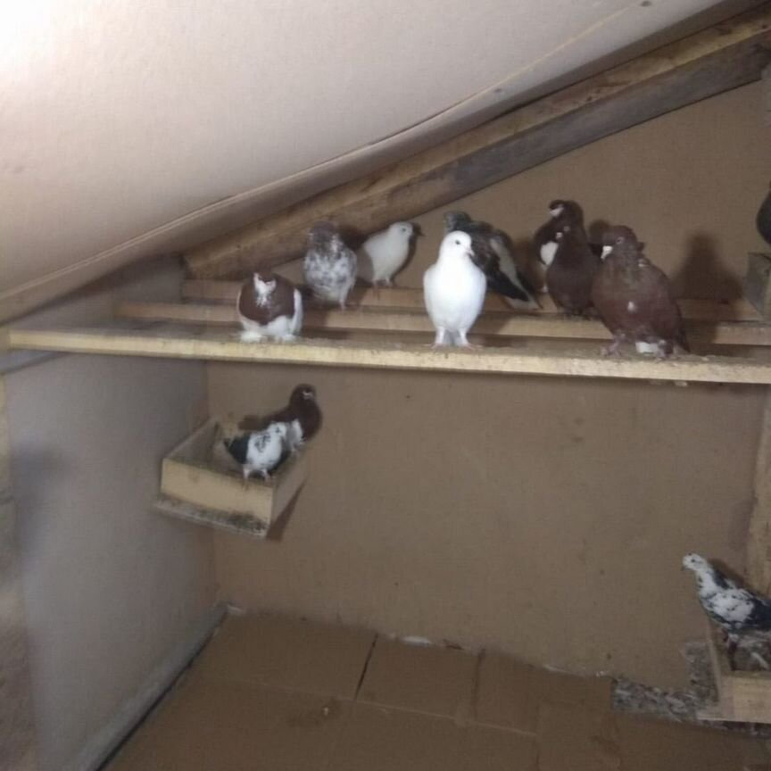 Продажа голубей