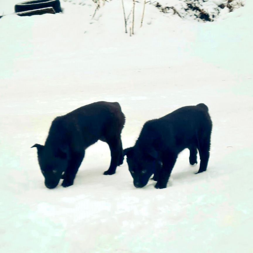 Прекрасные малыши