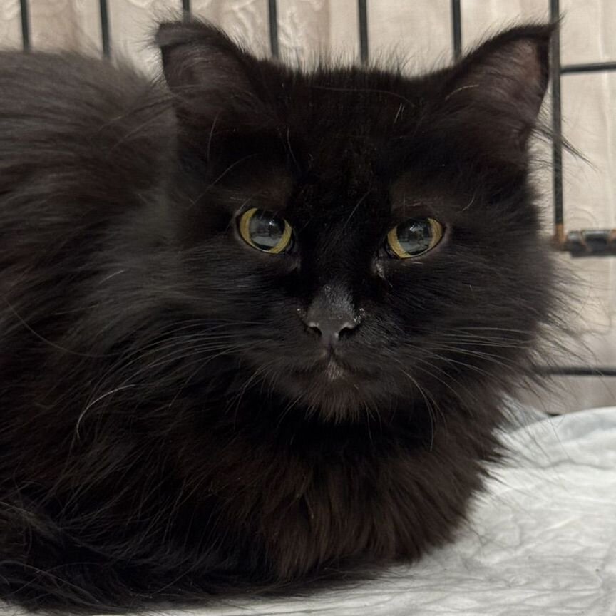 Взрослая, кошка в добрые руки