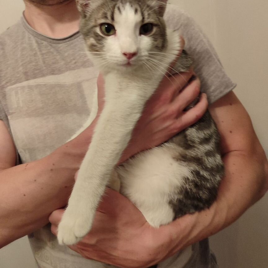 Котенок мальчик, спасенный с улицы в дар