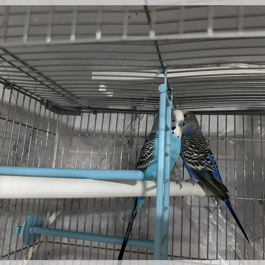 Волнистый попугай с клеткой