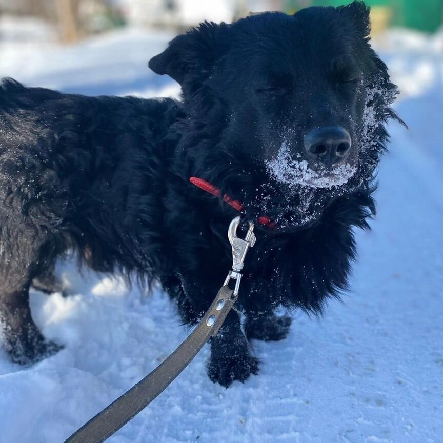 Маленький песик Сема ищет свою семью