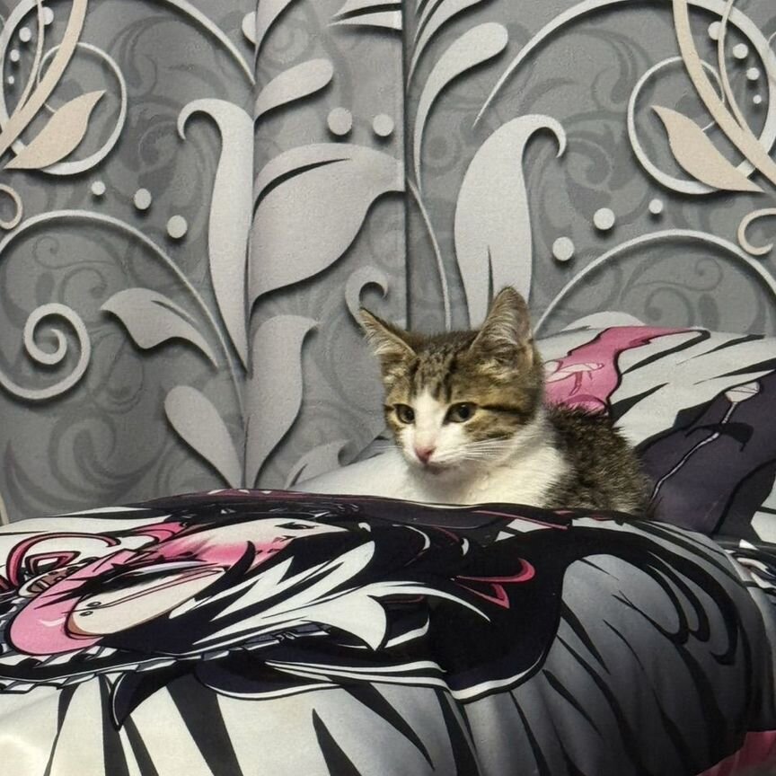 Котенок