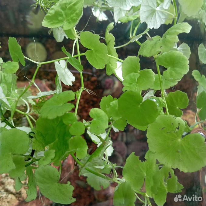 Щитолистник белоголовый