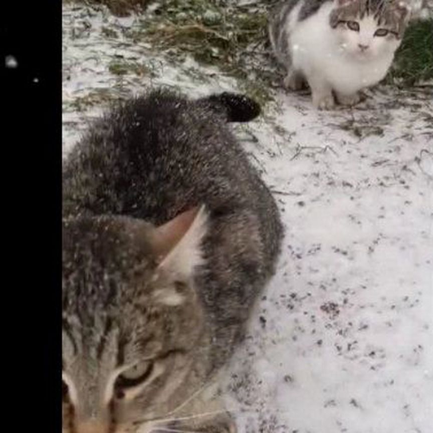 Котята подростки замерзают и голодают