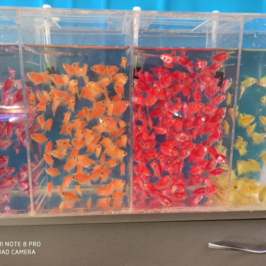 Аквариумные рыбки