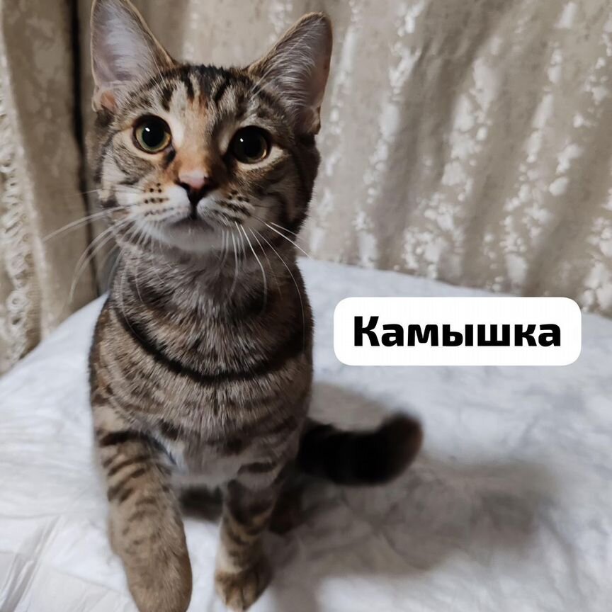 Котенок