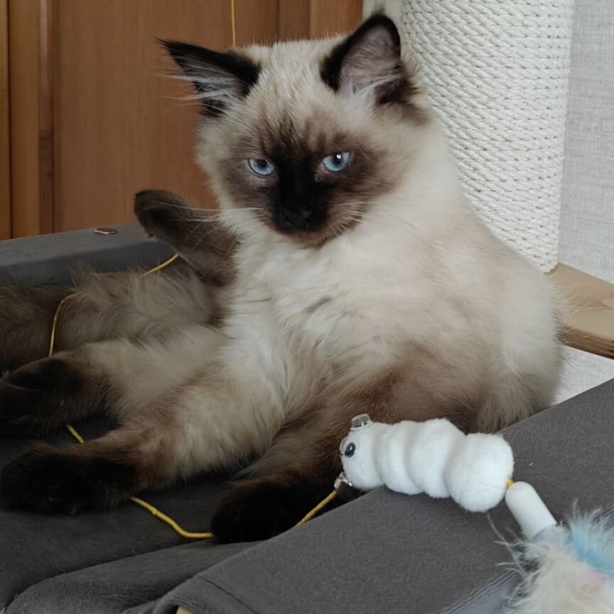 Невский маскарадный котёнок