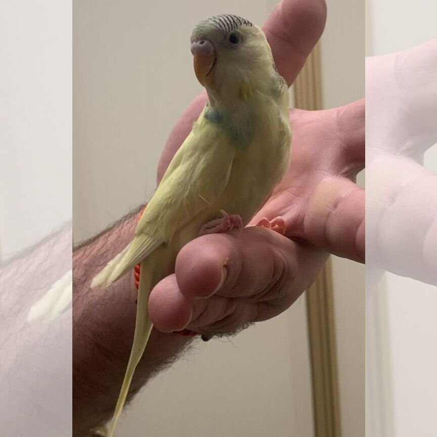 Волнистый попугай