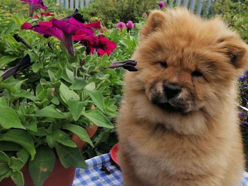 Чау-Чау девочка