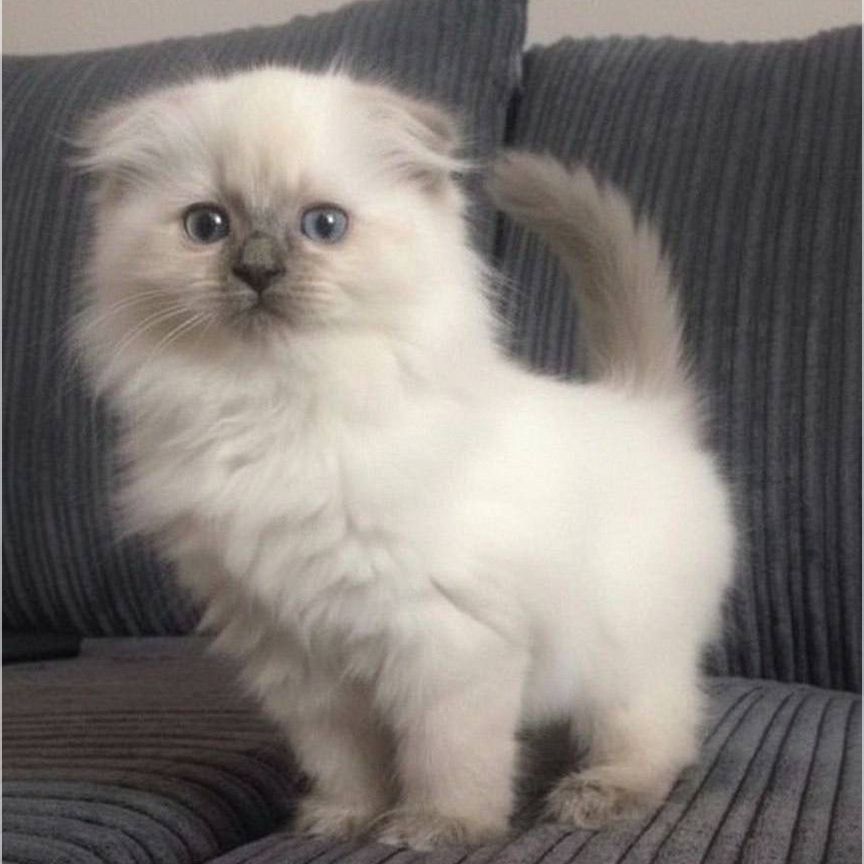 Шотландский вислоухий длинношёрстный котёнок