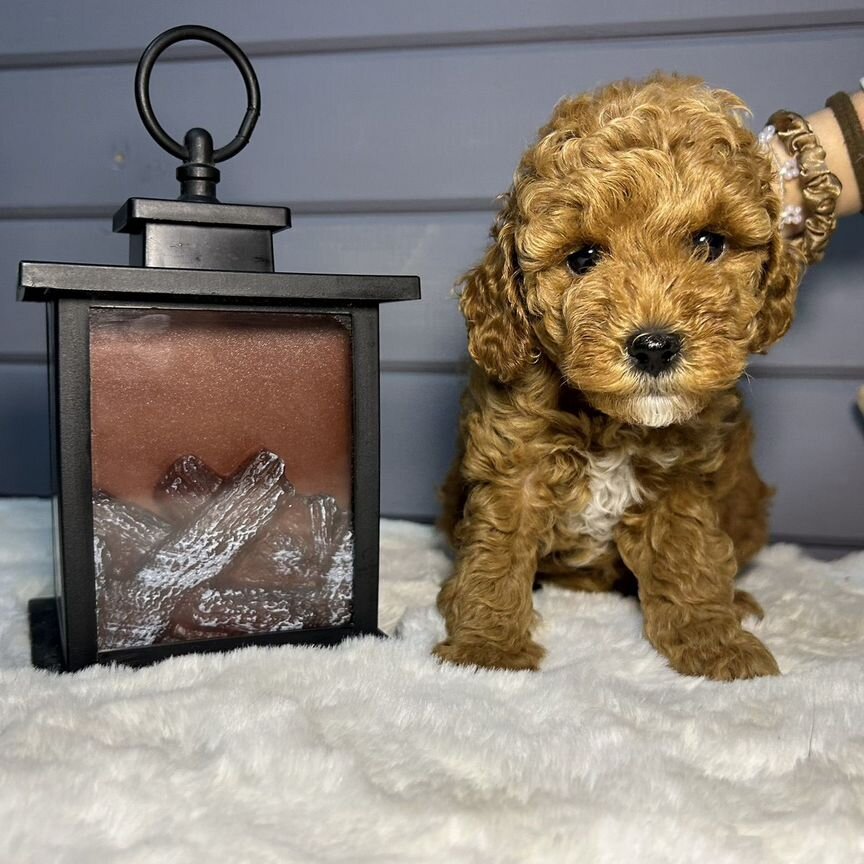 Пудель, щенок