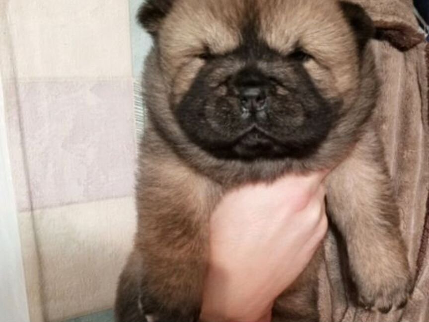 Чау-чау девочка шикарная