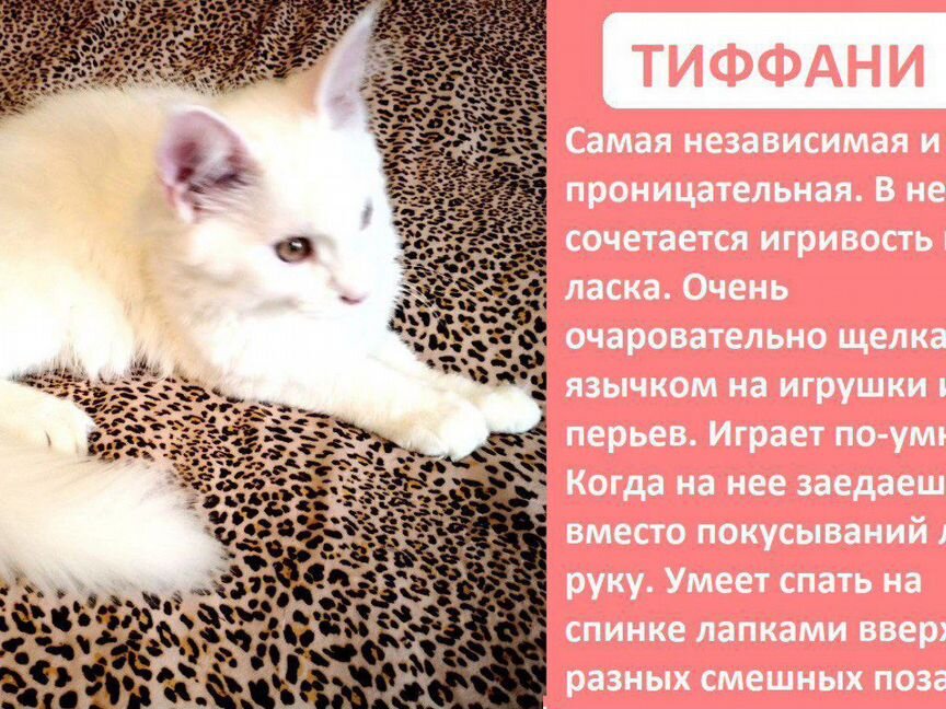 Котята мейн-кун из клубного питомника