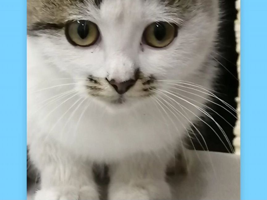 Отдам котенка в добрые руки