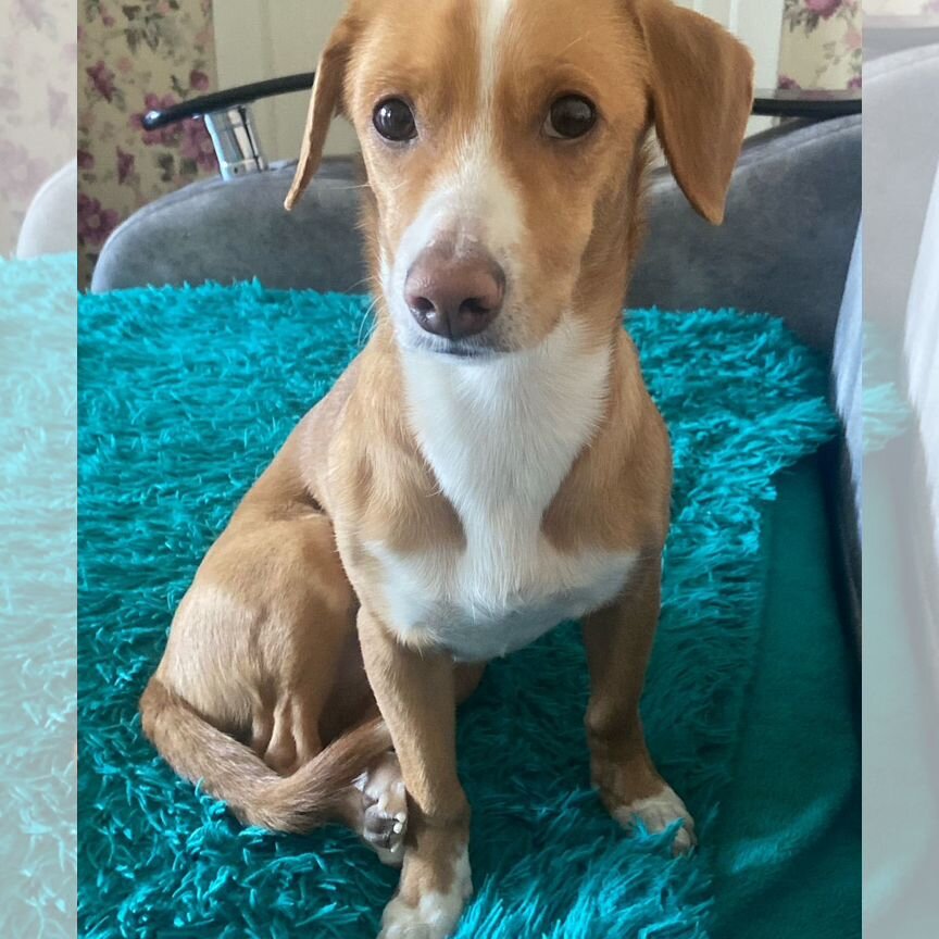 Такса, щенок