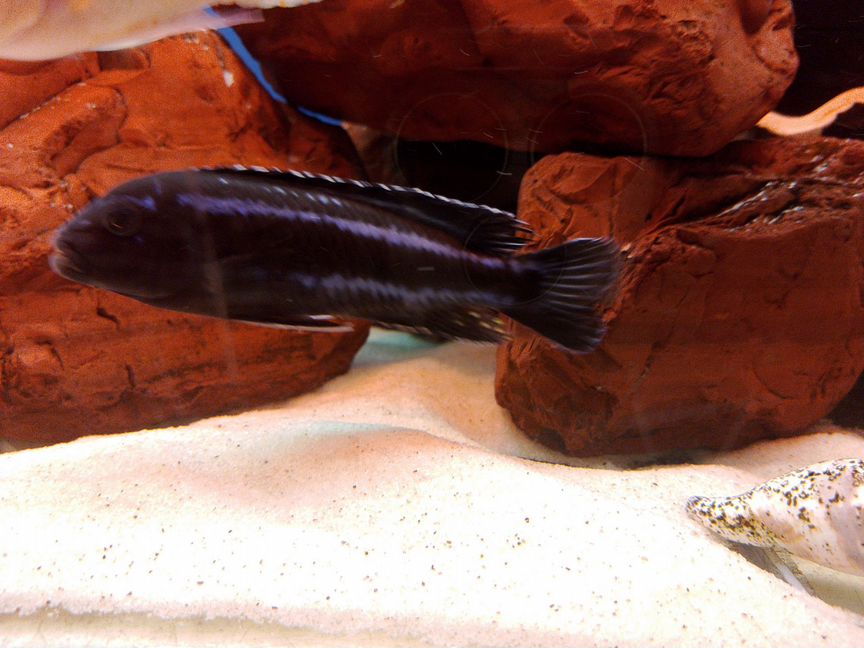 Меланохромис майнгано