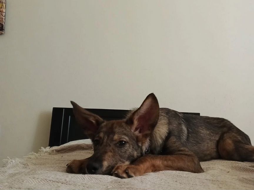 Собака в добрые руки