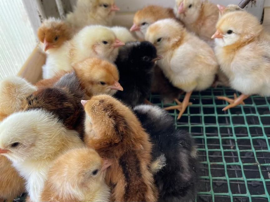 Цыплята суточные несушки