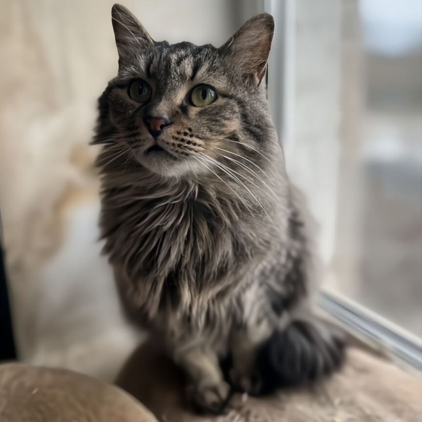 Взрослая, Девочка кошка в добрые руки