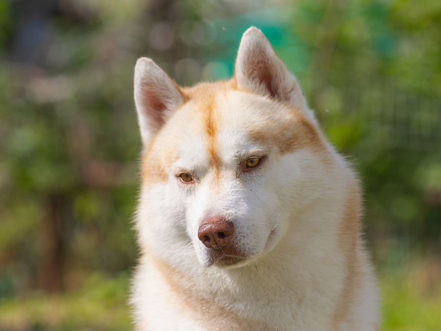 Палевый красавец ищет дом