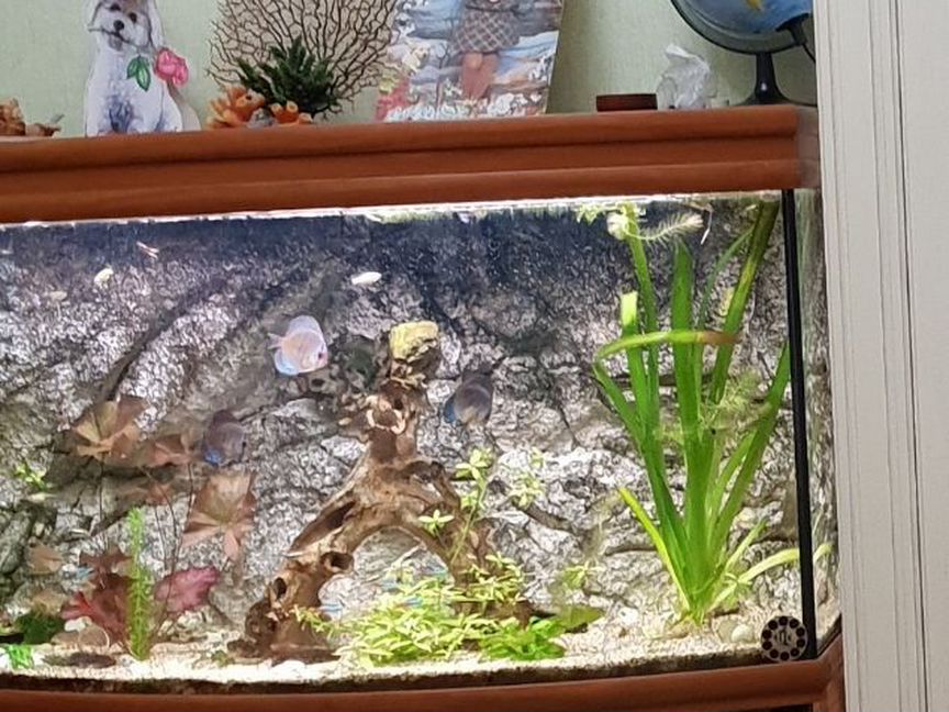 Аквариум 280л с оборудованием