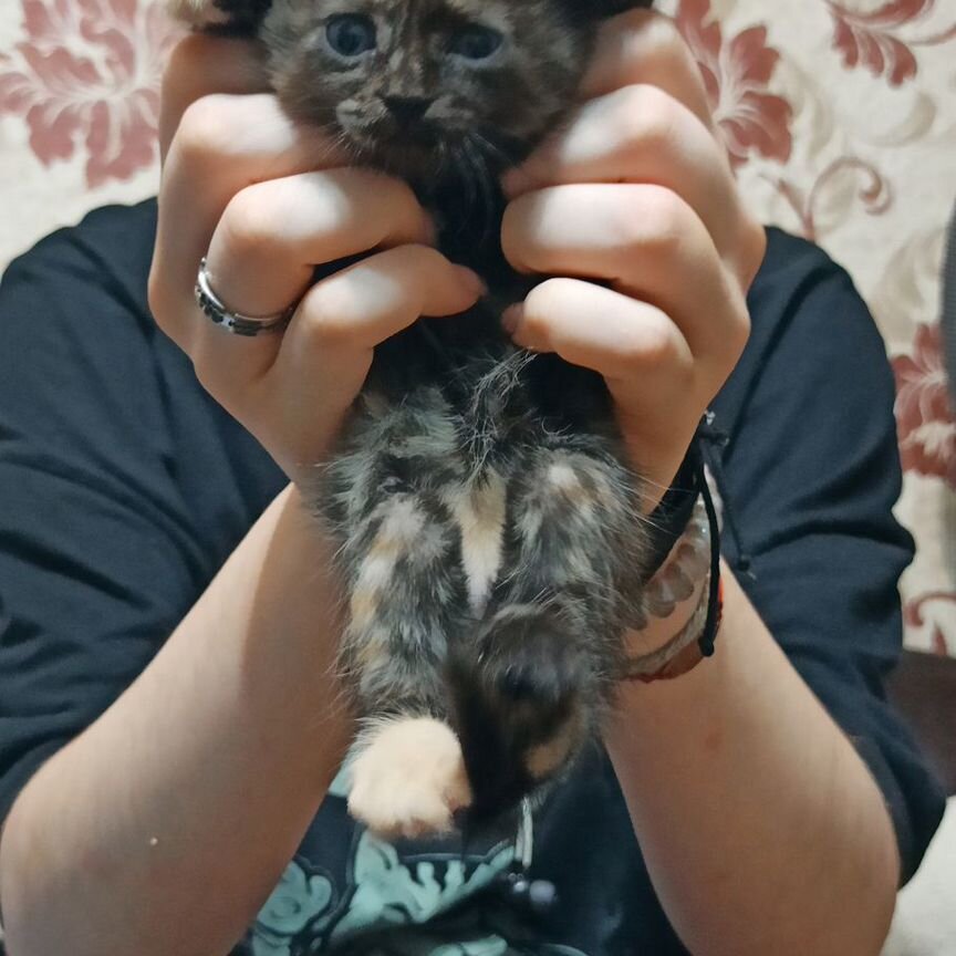 Домашние котята в добрые руки приучены к лотку