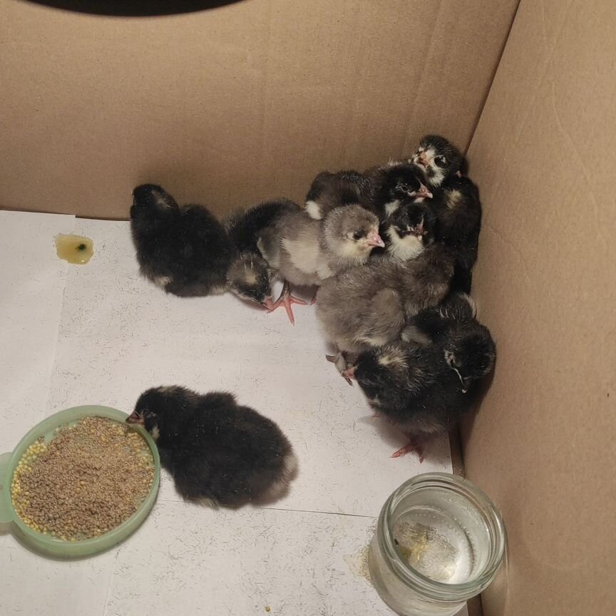 Продам циплят доминант цветное яйцо