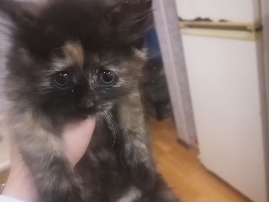 Отдам кота в добрые руки маленькую кошечку