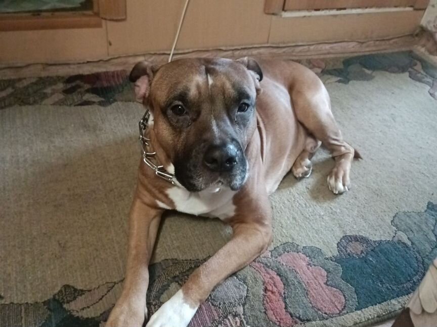 Стаффордширский терьер