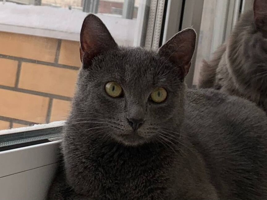 Русская голубая кошка
