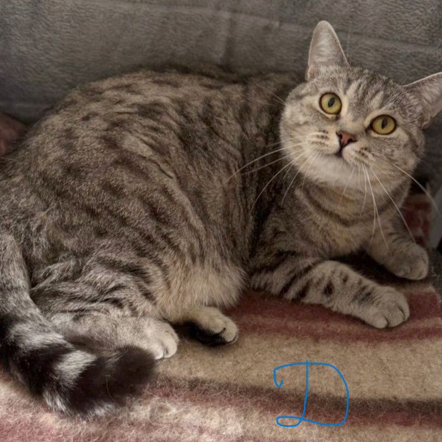 Британская короткошёрстная, взрослая кошка